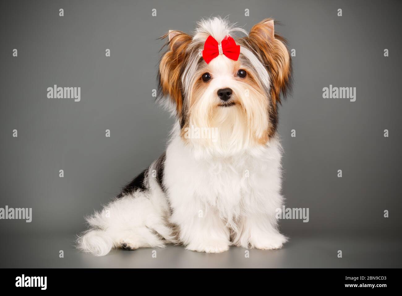 Studio photography of a Biewer Yorkshire Terrier on colored backgrounds ...