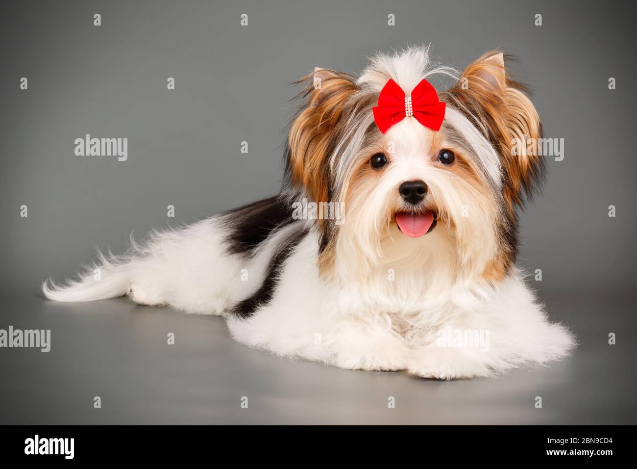 Studio photography of a Biewer Yorkshire Terrier on colored backgrounds ...