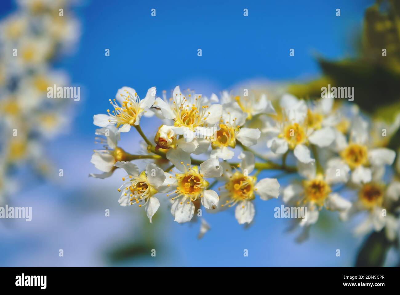 Branches bird cherry flowers hi-res stock photography and images - Alamy