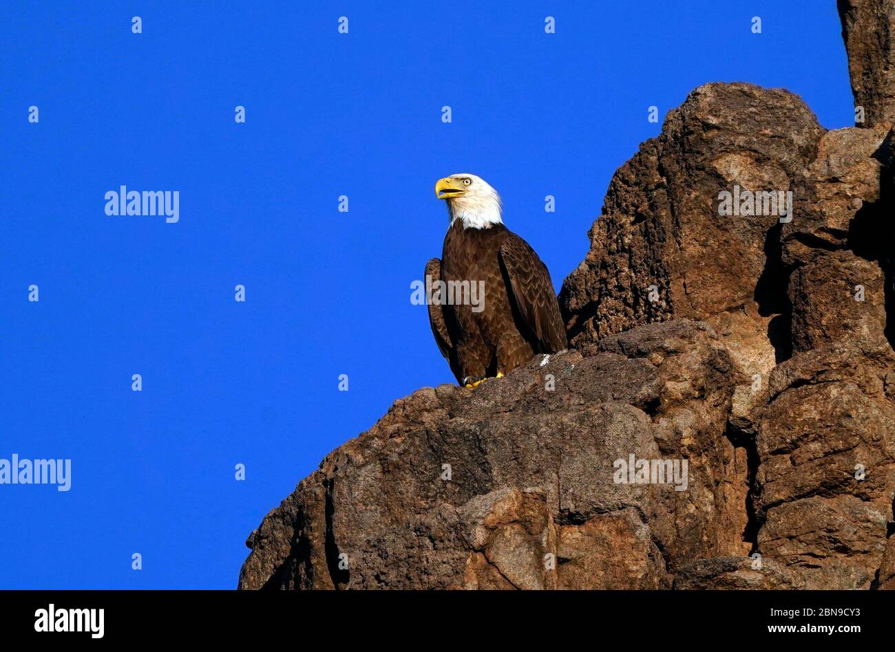 A Bald Eagle is seen at Canyon Lake in Arizona Stock Photo - Alamy