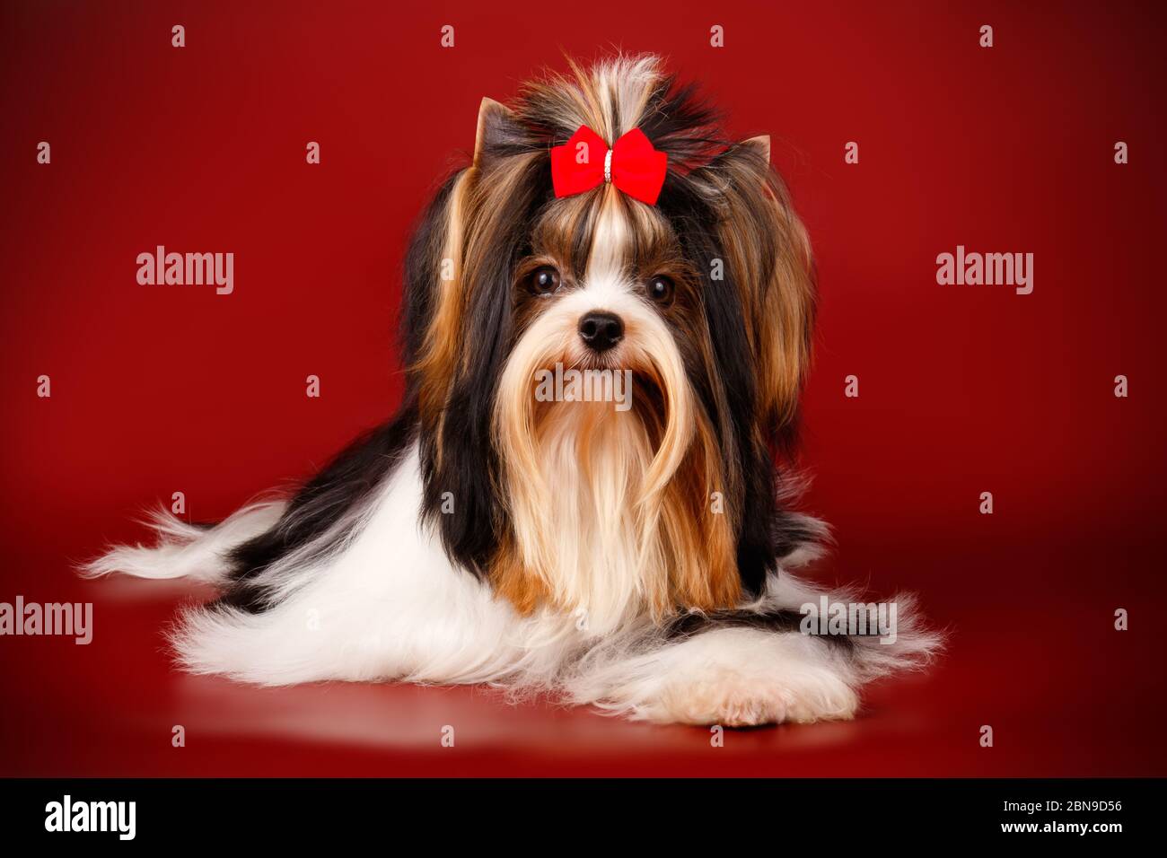 Studio photography of a Biewer Yorkshire Terrier on colored backgrounds ...