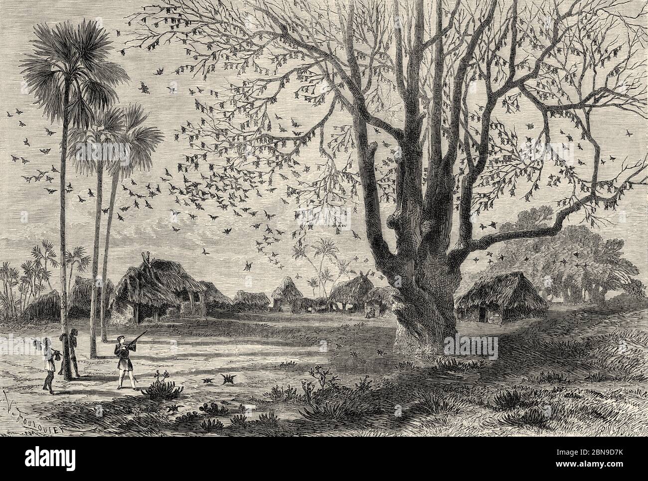 Many bats popolating a tree in Allada, Benin. Dahomey, Central Africa ...