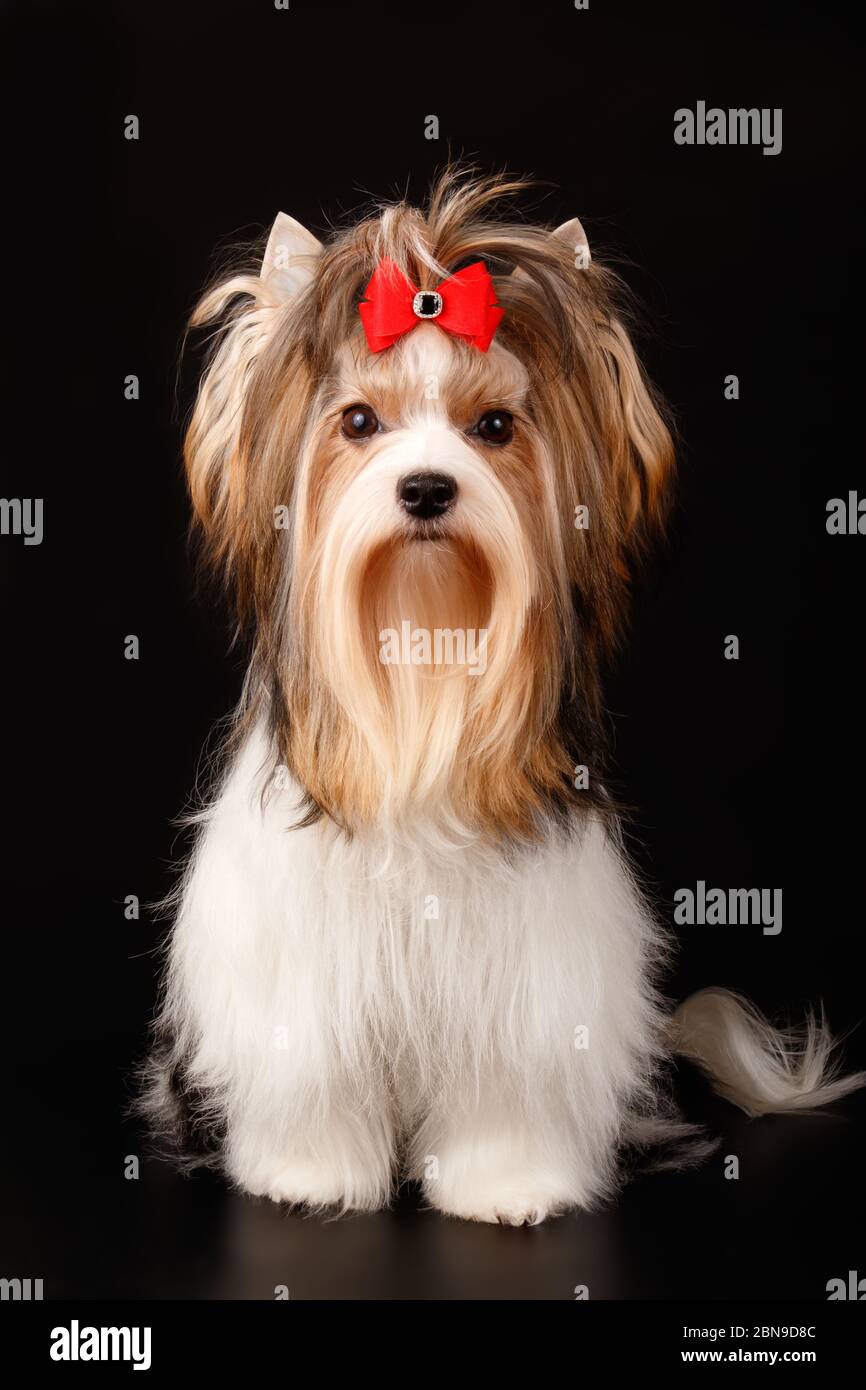 Studio photography of a Biewer Yorkshire Terrier on colored backgrounds ...