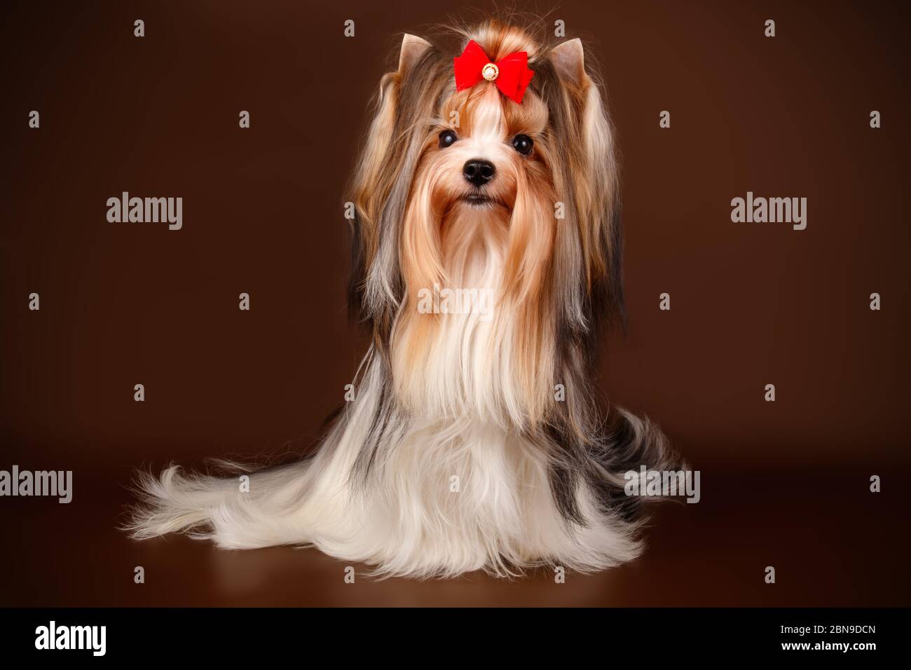 Studio photography of a Biewer Yorkshire Terrier on colored backgrounds ...