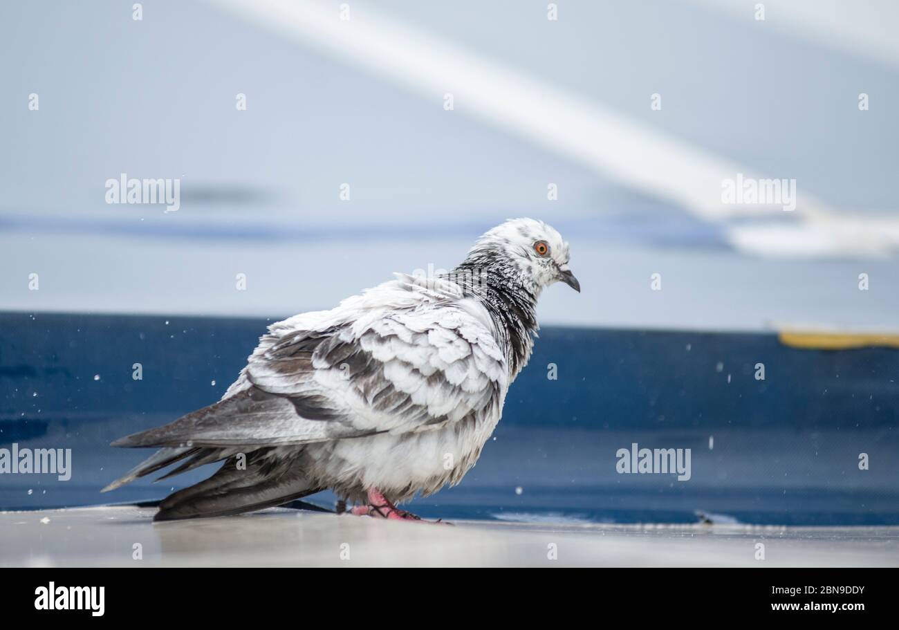 gray-white dove on a blue background with a white stripe Stock Photo ...