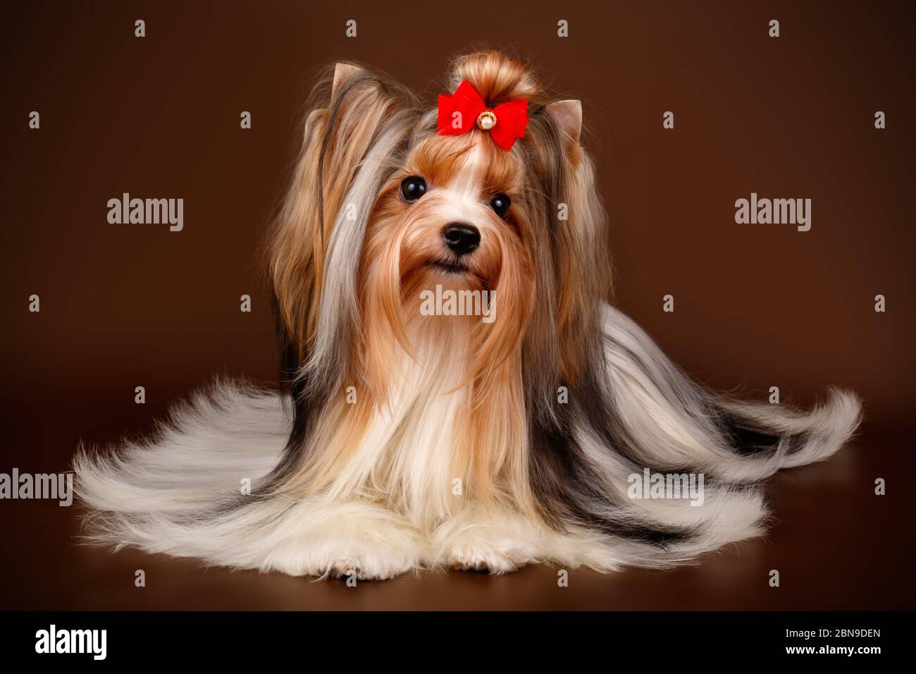 Studio photography of a Biewer Yorkshire Terrier on colored backgrounds ...