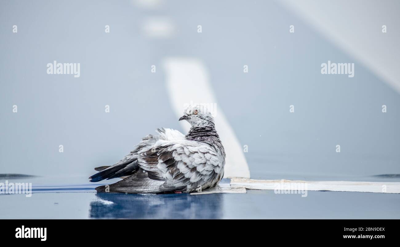 A gray dove hi-res stock photography and images - Alamy