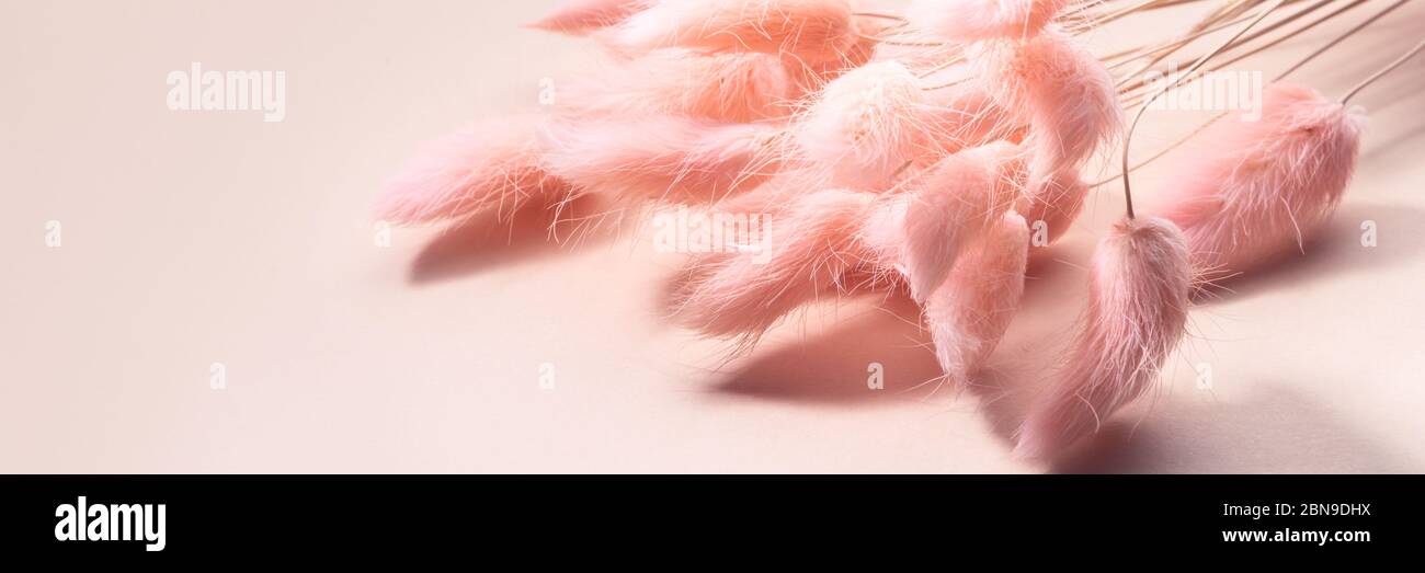 Rabbit tail flowers hi-res stock photography and images - Alamy