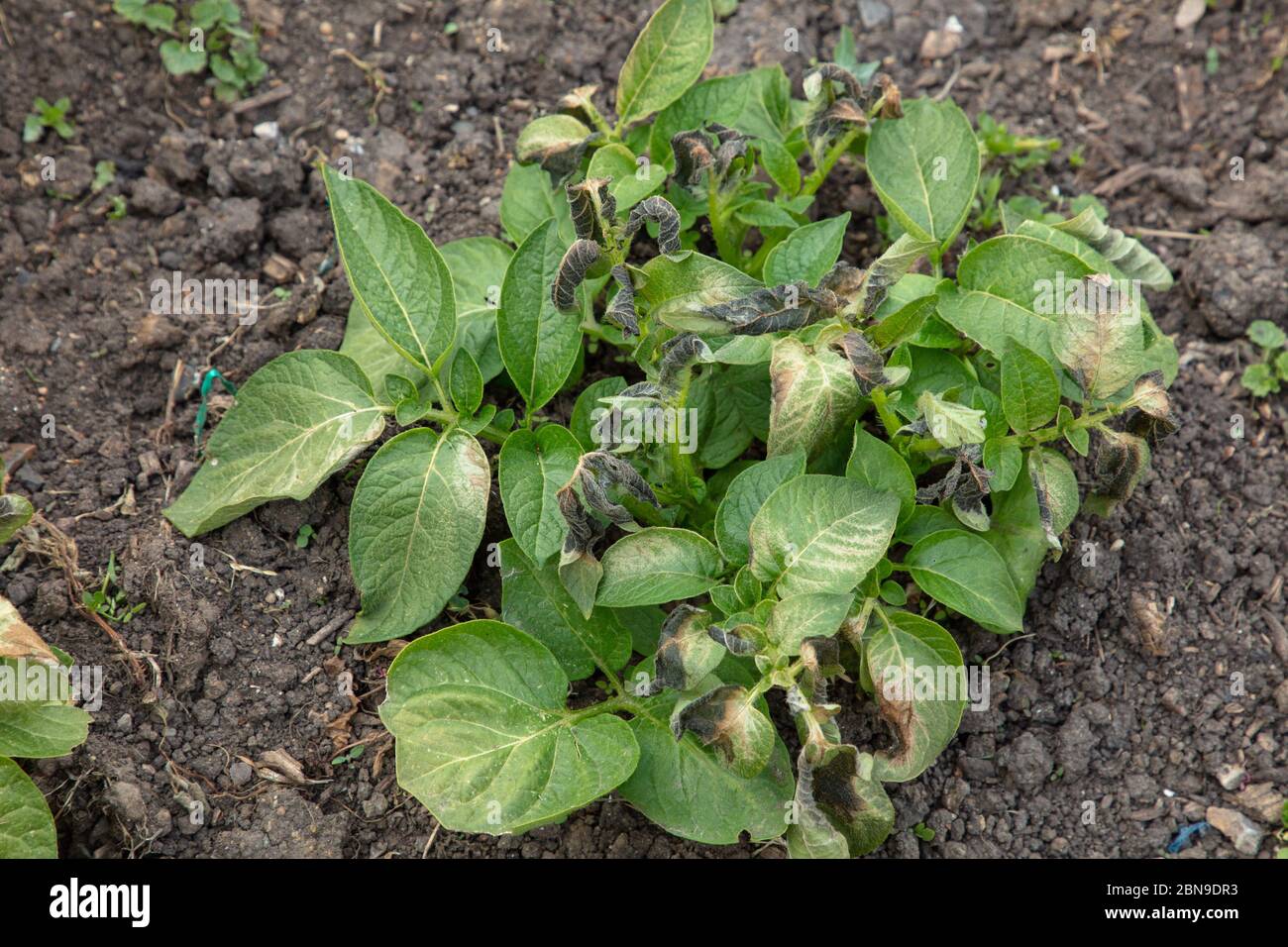 Potatoes seen on the allotment with frost damage to the leaves in north ...