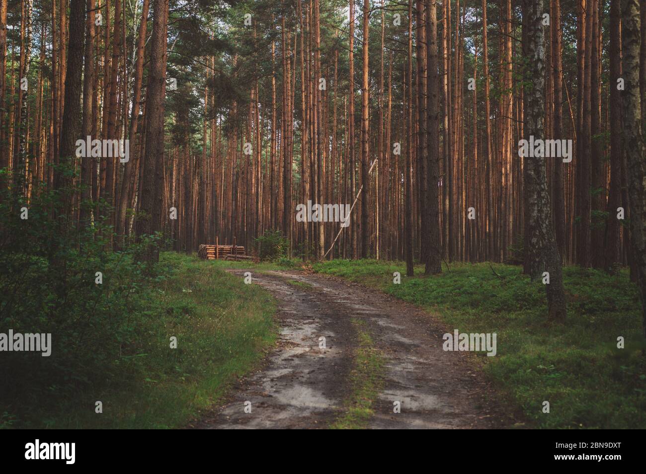 Polish woods trees forest beautiful moody wilderness Poland landscape ...