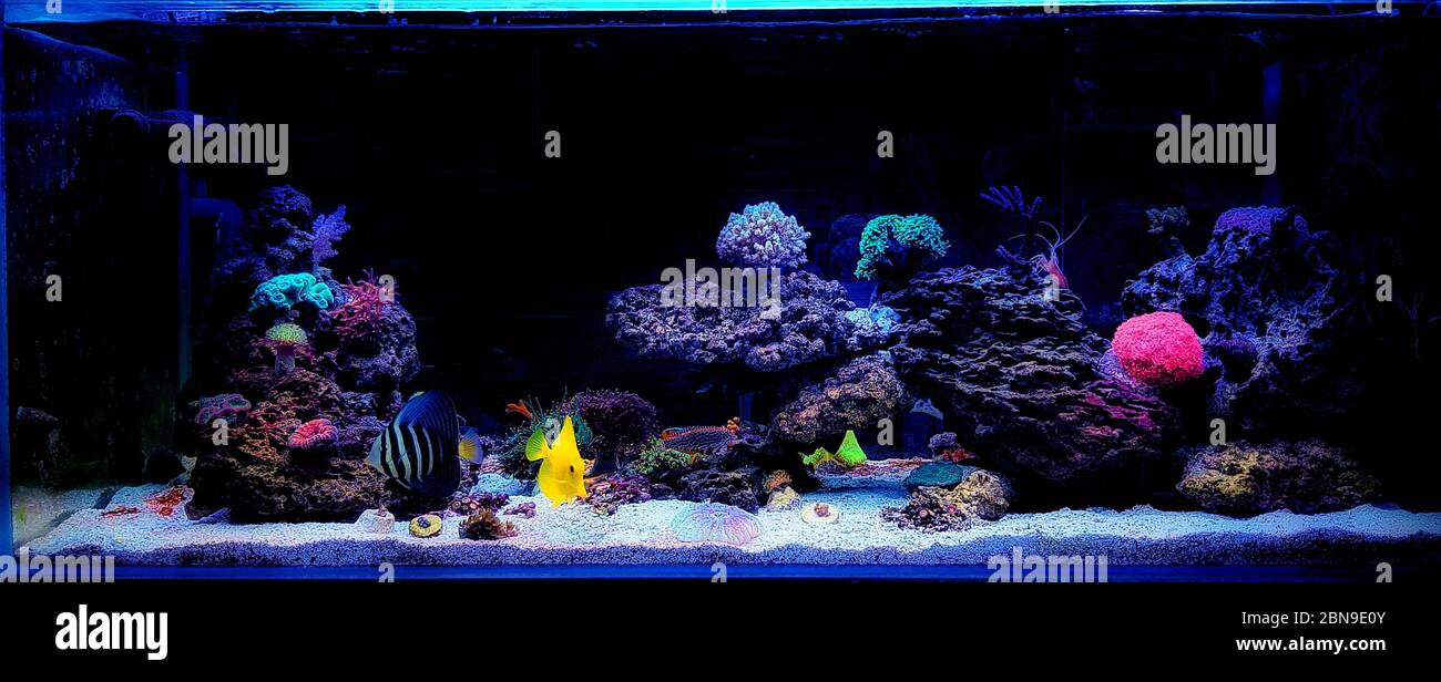 Amazing colorful saltwater Coral Reef Aquarium Tank Stock Photo - Alamy