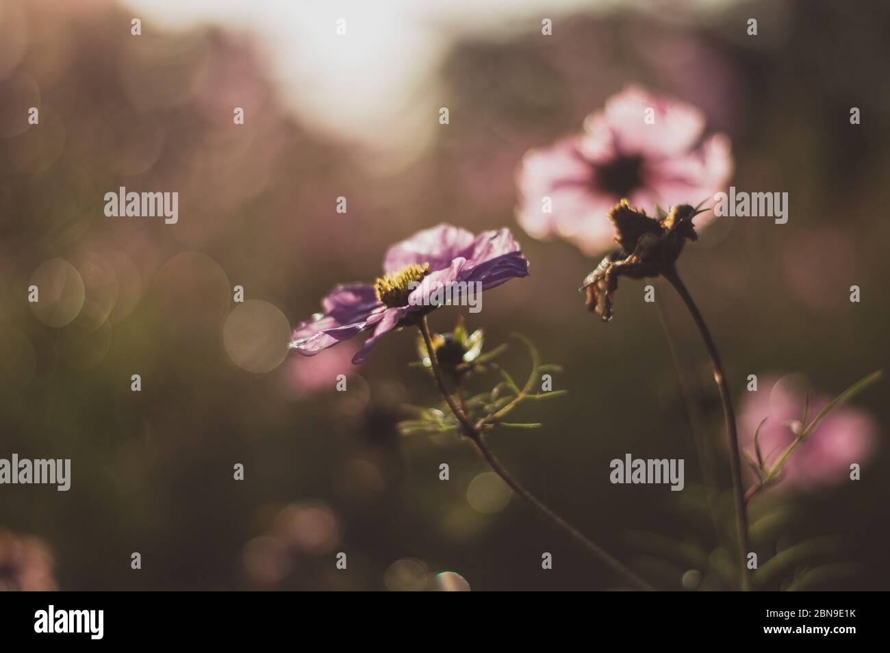 Cosmos flowers in autumn floral fall moody sunbeam sunlight warm ...