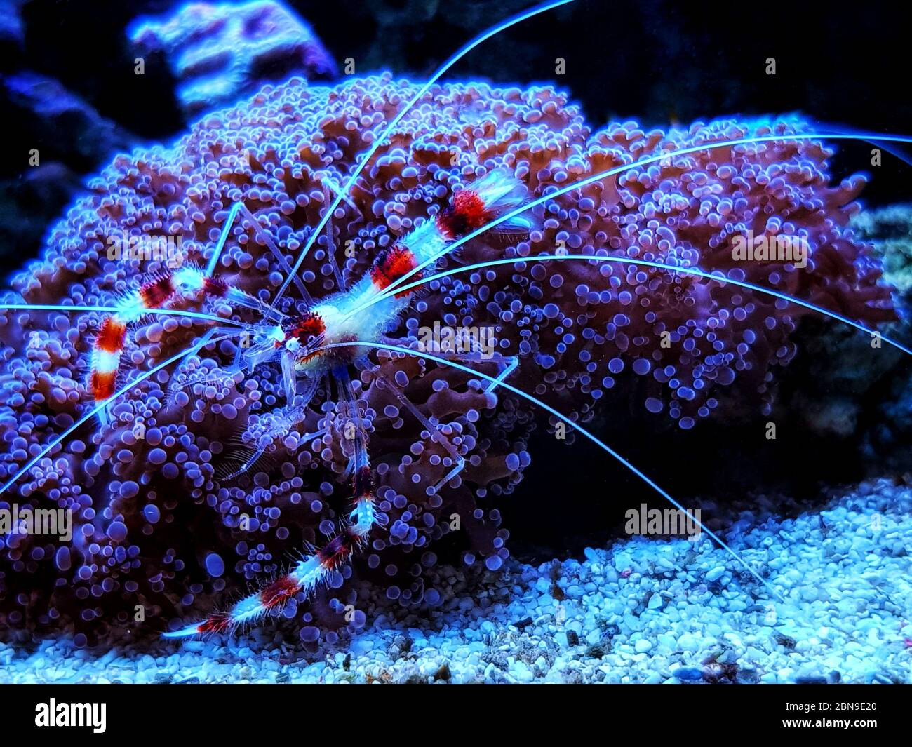 Boxer banded coral shrimp - Stenopus hispidus Stock Photo - Alamy
