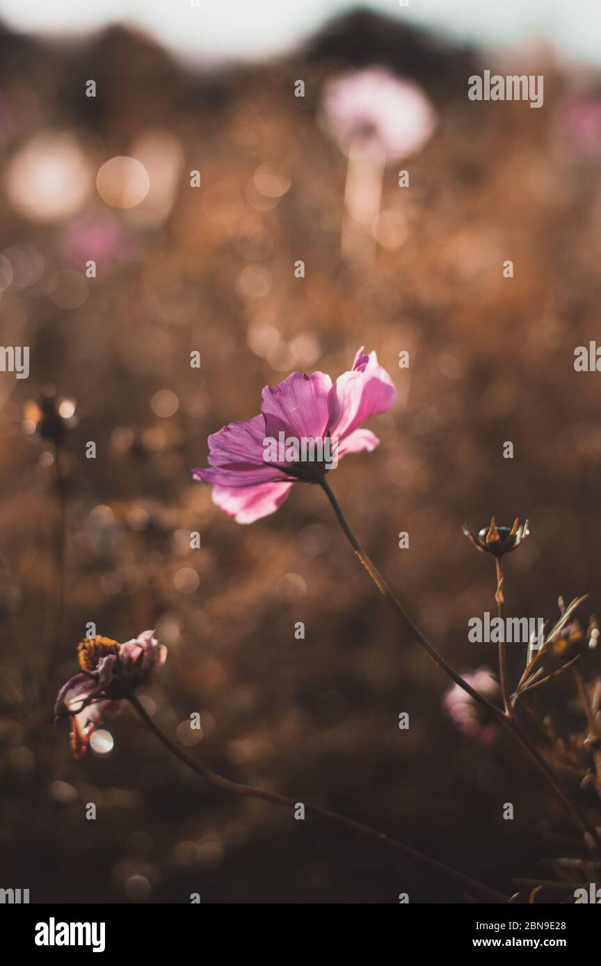Cosmos flowers in autumn floral fall moody sunbeam sunlight warm ...