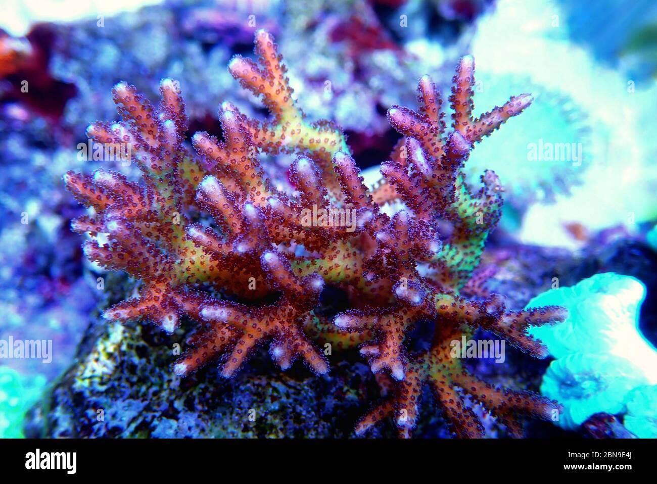 Coral nest hi-res stock photography and images - Alamy