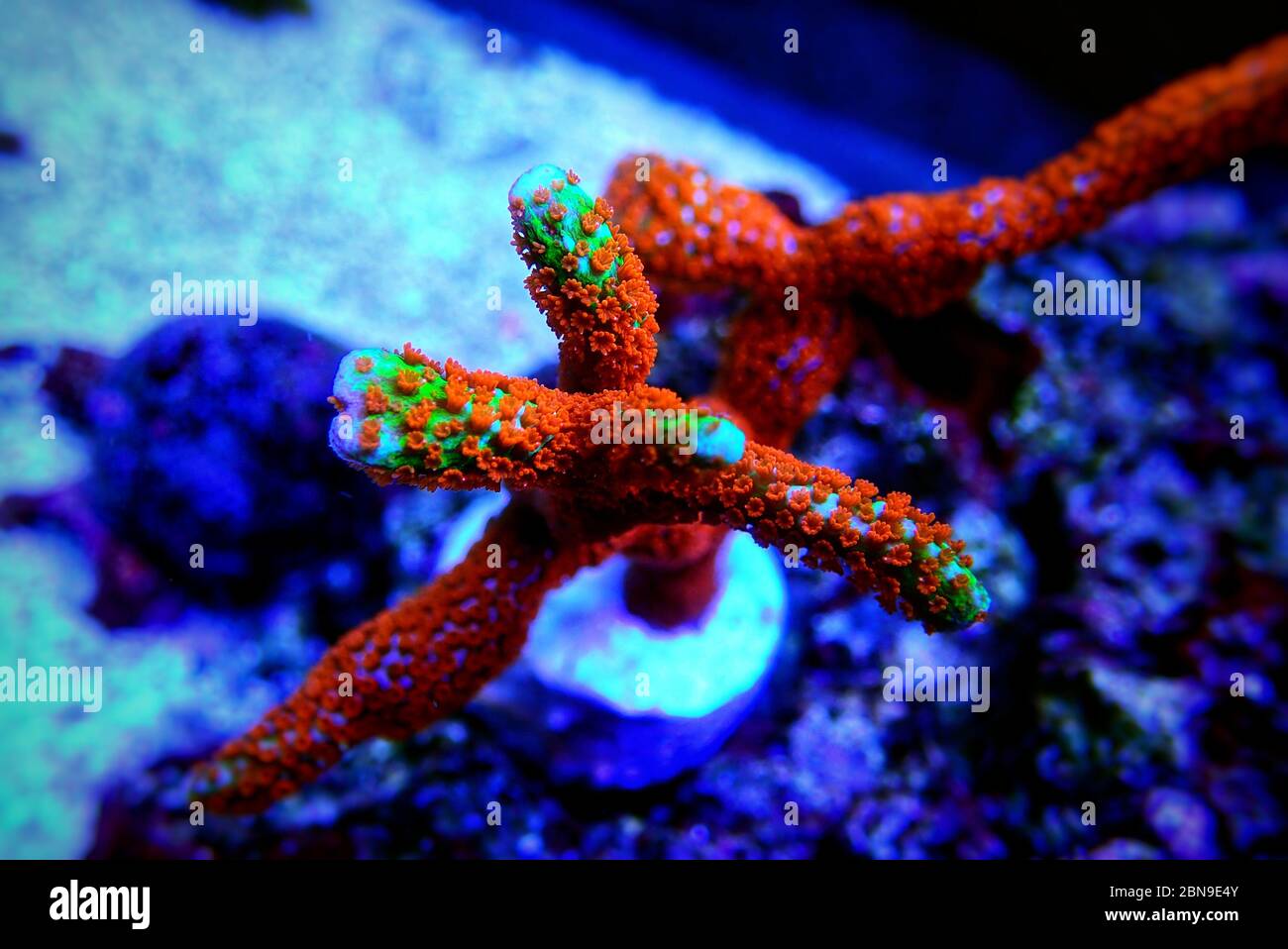 Forest Fire Montipora SPS coral - Montipora Digitata sp Stock Photo - Alamy