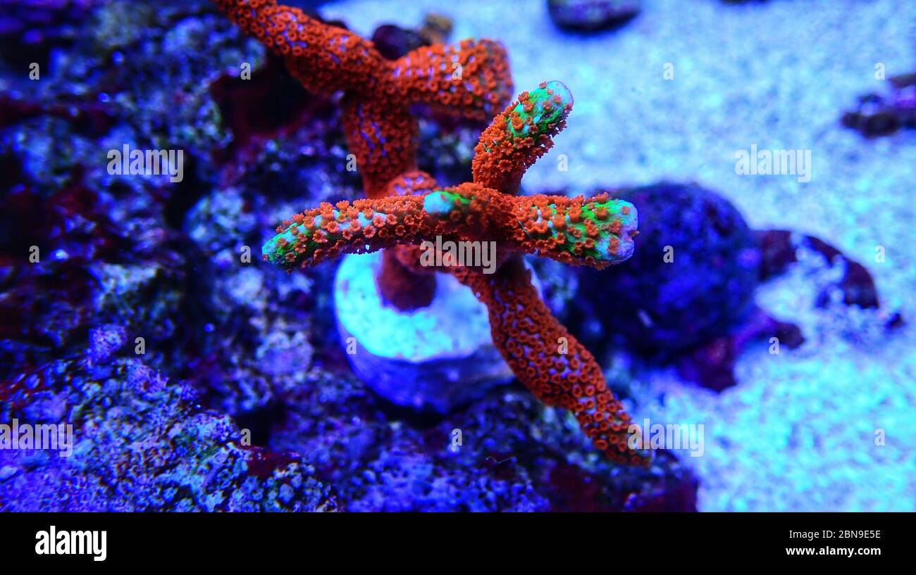 Forest Fire Montipora SPS coral - Montipora Digitata sp Stock Photo - Alamy