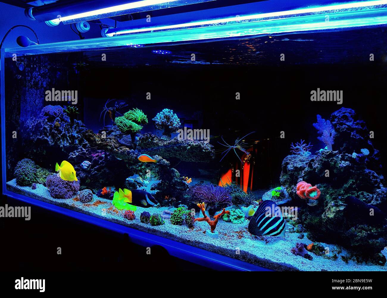 Amazing colorful saltwater Coral Reef Aquarium Tank Stock Photo - Alamy