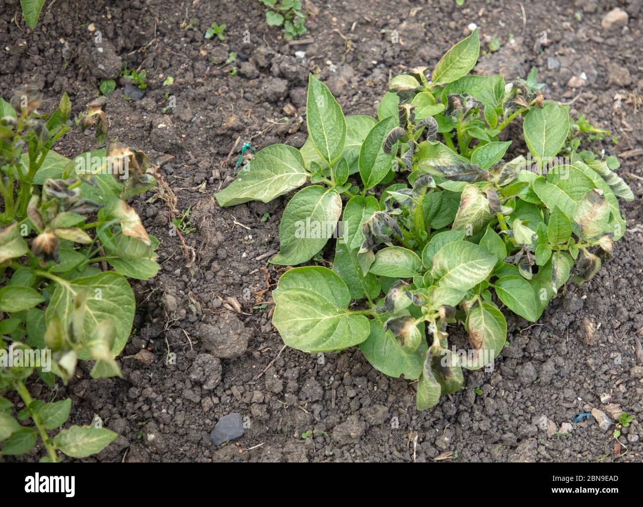 Potato leaves affected by frost hi-res stock photography and images - Alamy