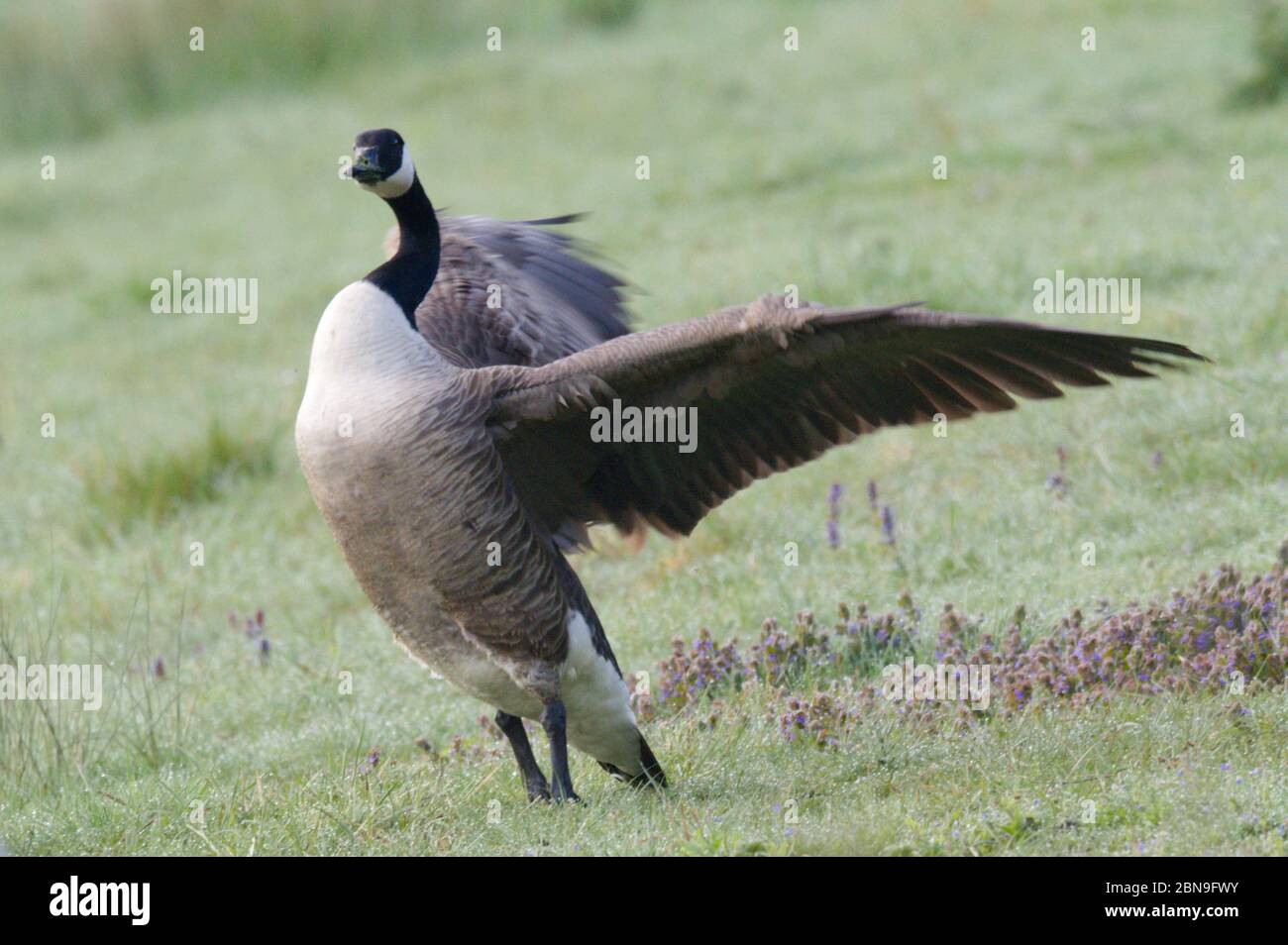 Goose ready for takeoff! This majestic goose is getting a good stretch ...
