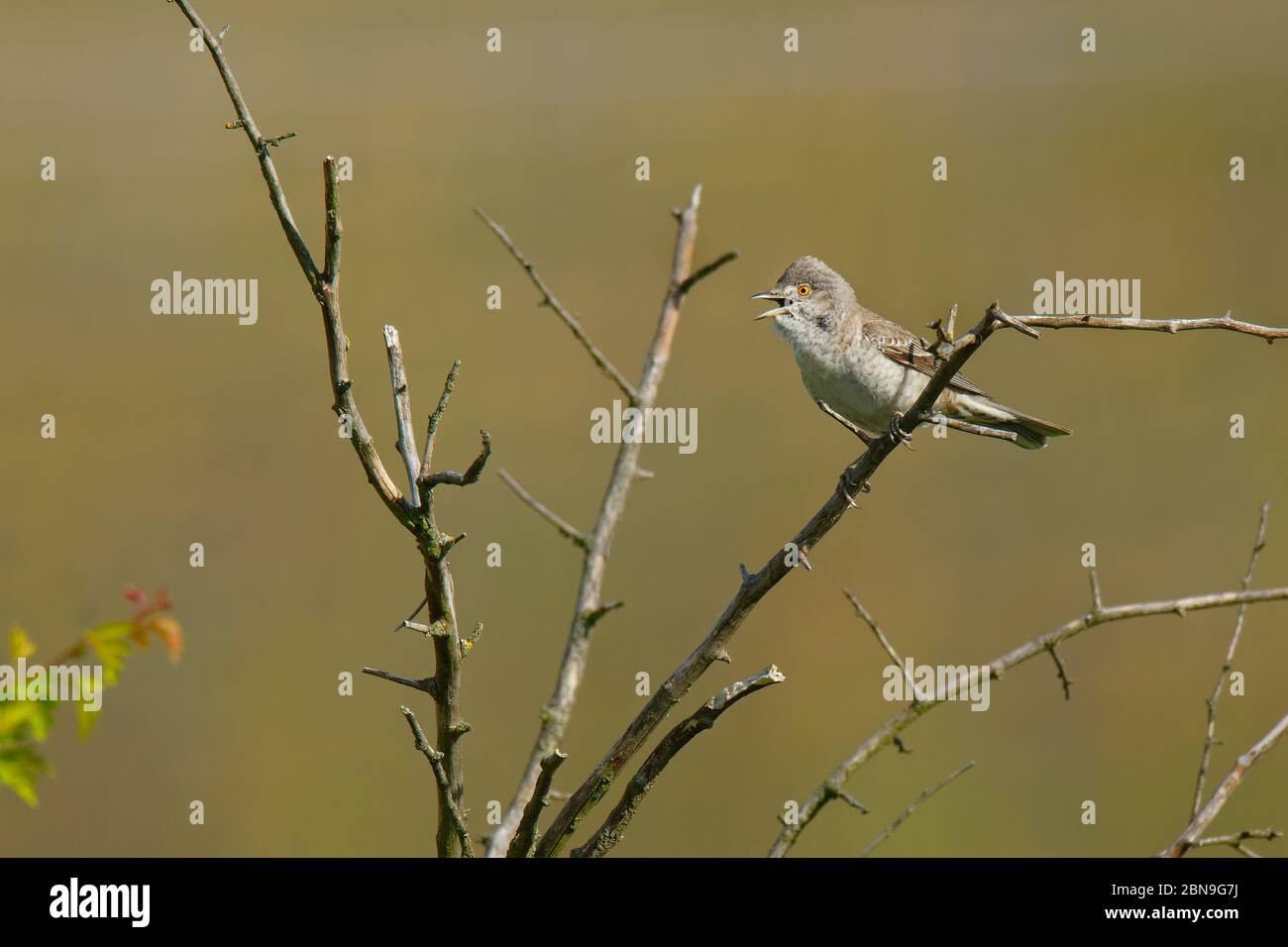 Barred Warbler - Sylvia nisoria singing birds, typical warbler, breeds ...