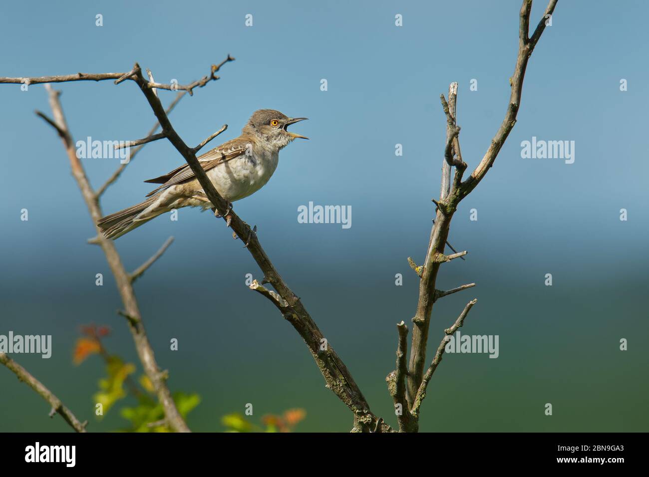Barred Warbler - Sylvia nisoria singing birds, typical warbler, breeds ...