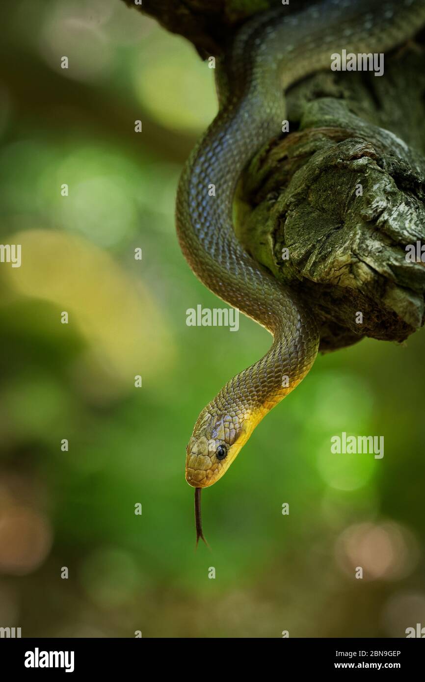 Aesculapian Snake - Zamenis longissimus, previously Elaphe longissima ...