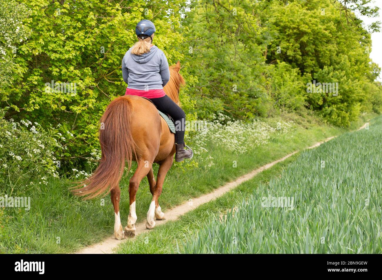 White Arabian Horse Rider High Resolution Stock Photography and Images ...