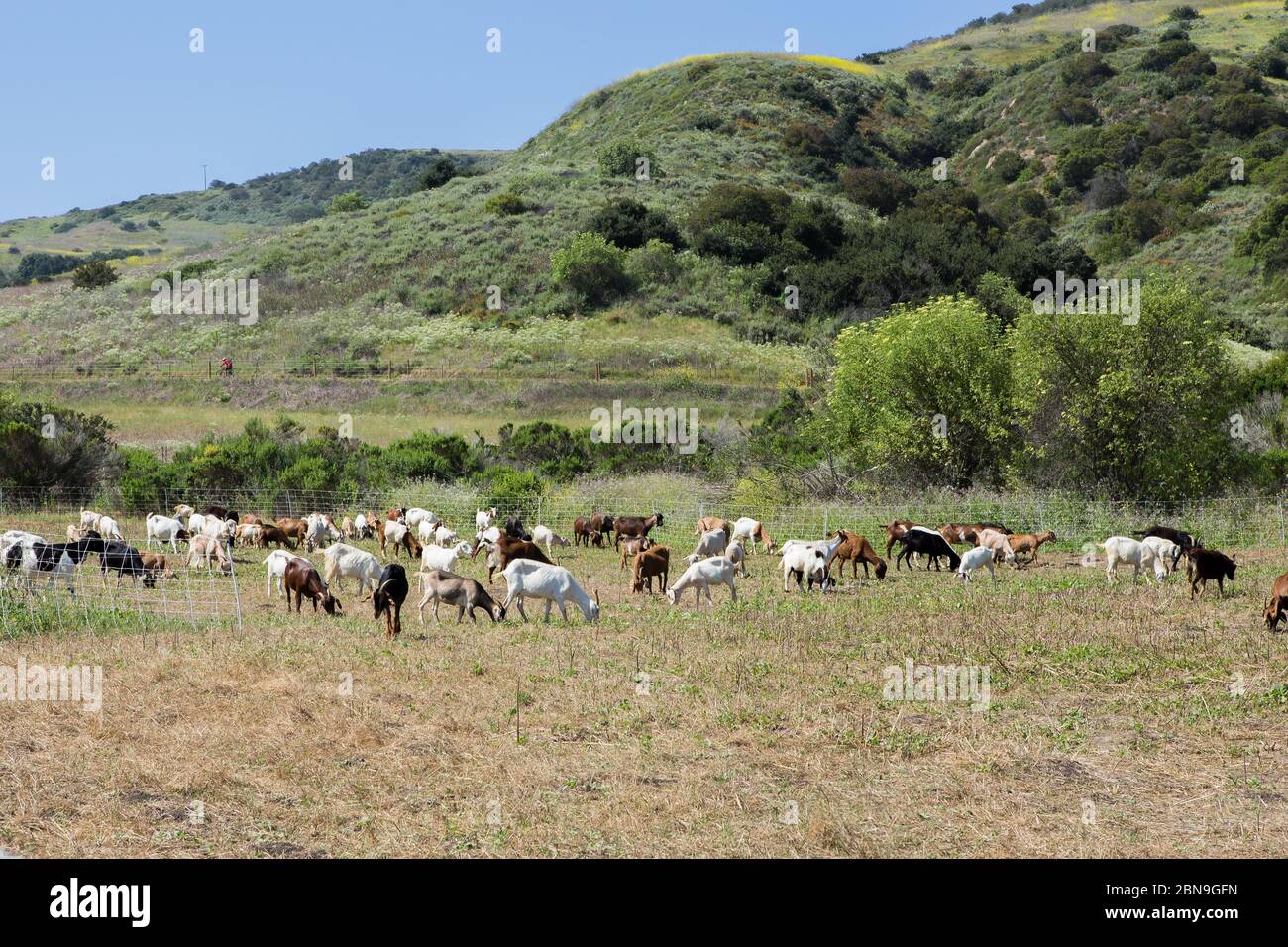 Goats grazing. Bommer canyon Irvine California part of woodland ...