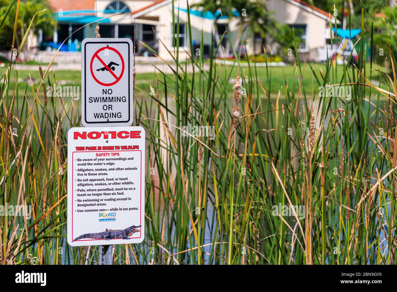 No swimming, alligator warning sign in front of cattails and lake ...