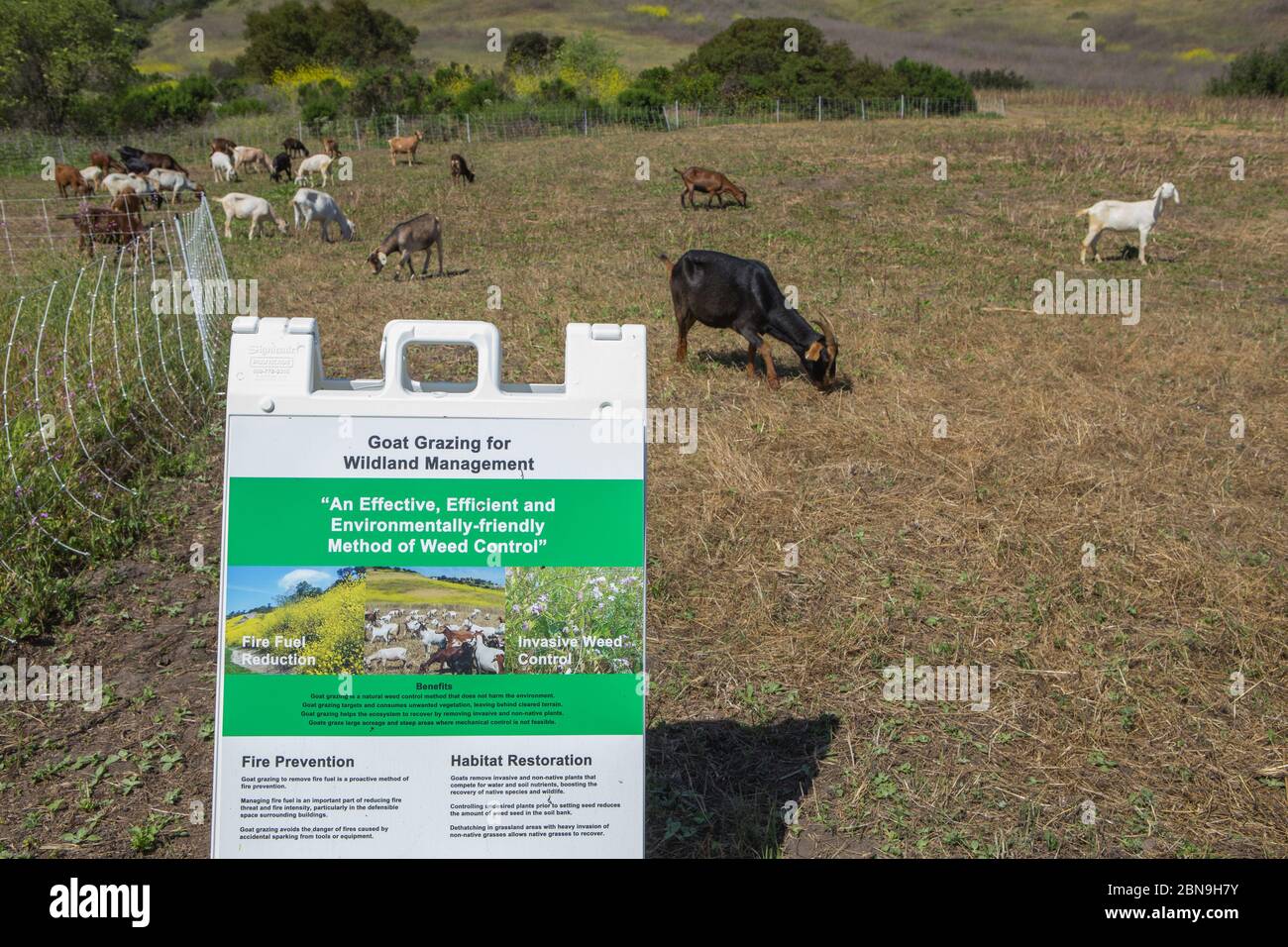 Goats grazing. Bommer canyon Irvine California part of woodland ...
