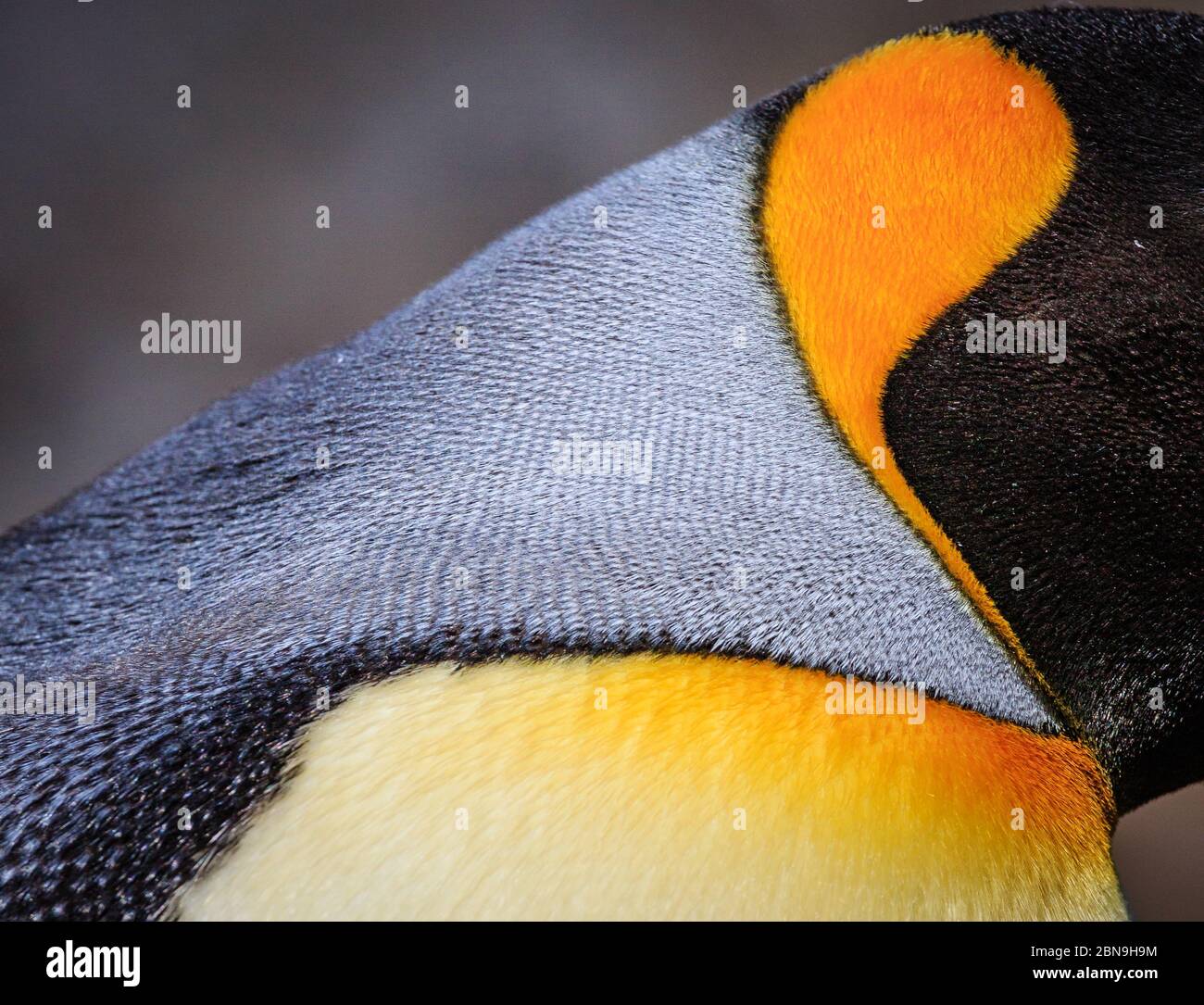King penguin in breeding hi-res stock photography and images - Alamy