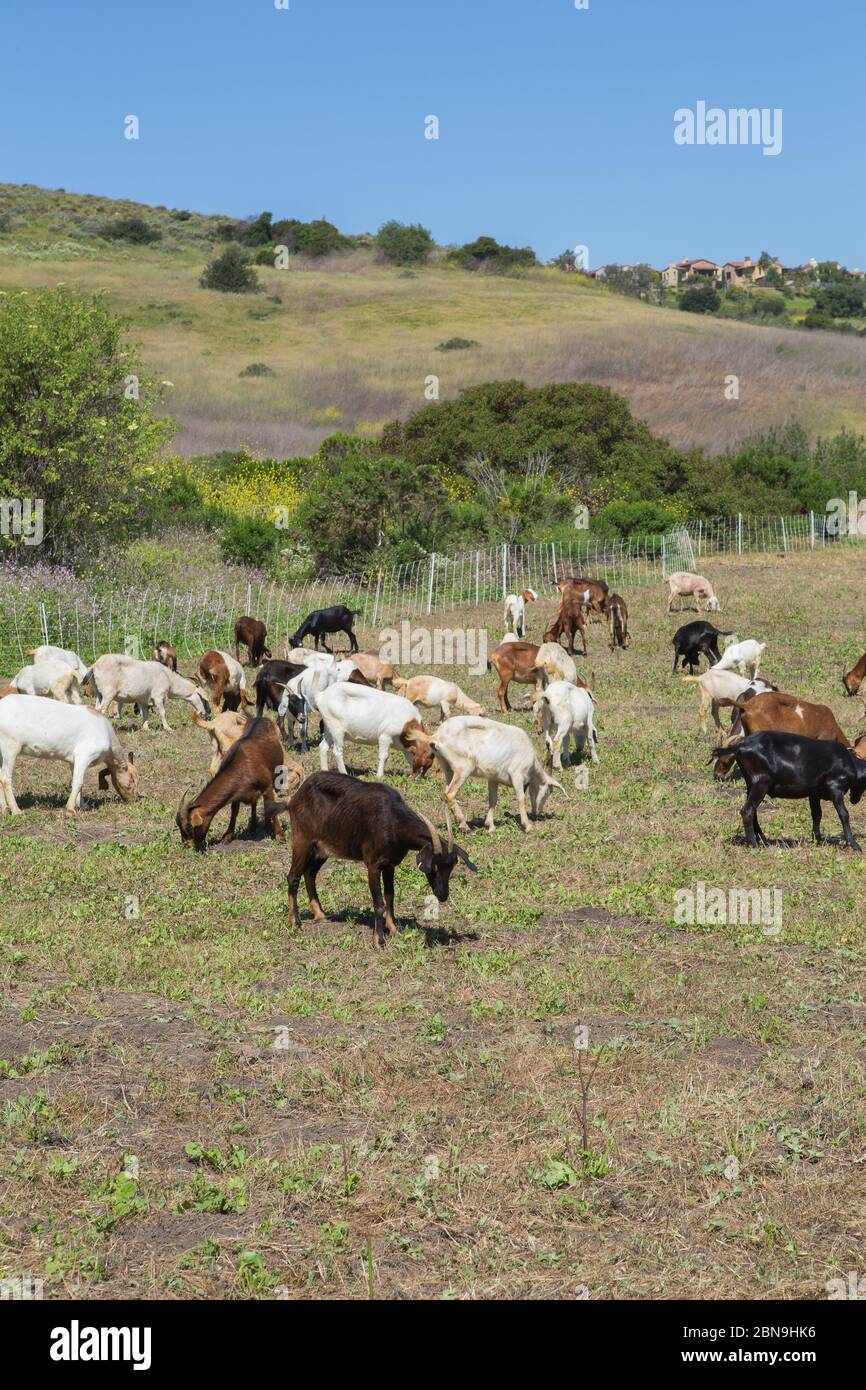 Goats grazing. Bommer canyon Irvine California part of woodland ...