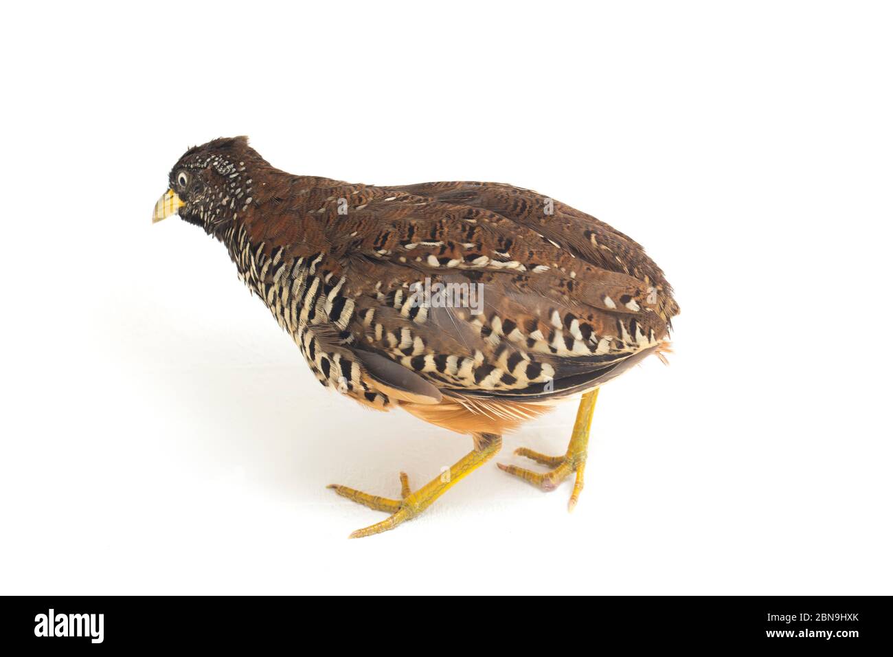 A female barred buttonquail or common bustard-quail (Turnix suscitator ...