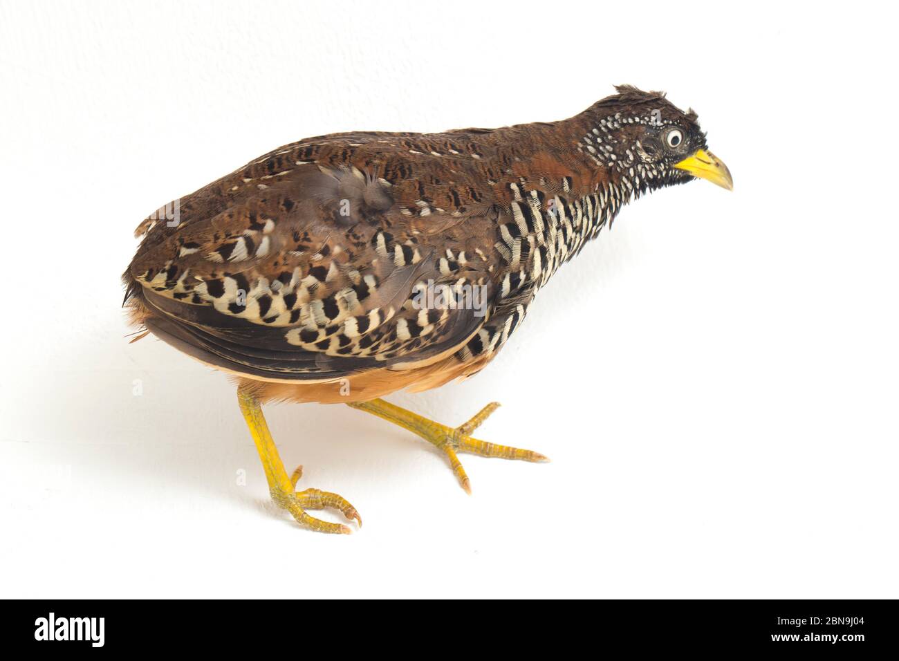 A female barred buttonquail or common bustard-quail (Turnix suscitator ...