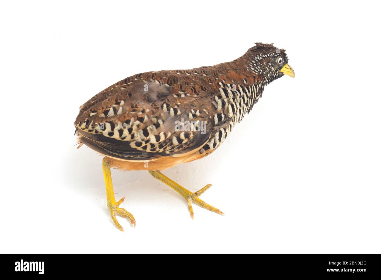 A female barred buttonquail or common bustard-quail (Turnix suscitator ...