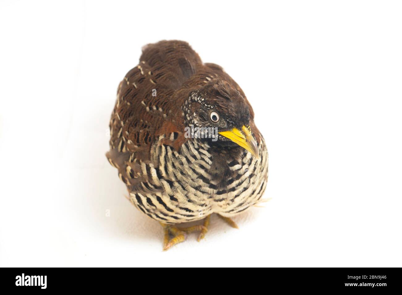 A female barred buttonquail or common bustard-quail (Turnix suscitator ...