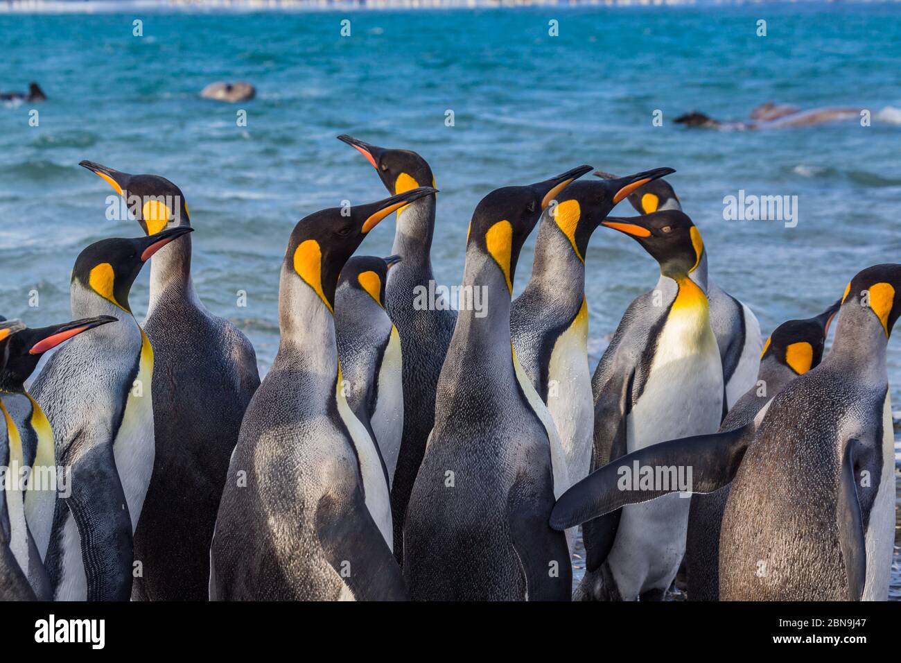 Saunders row hi-res stock photography and images - Alamy