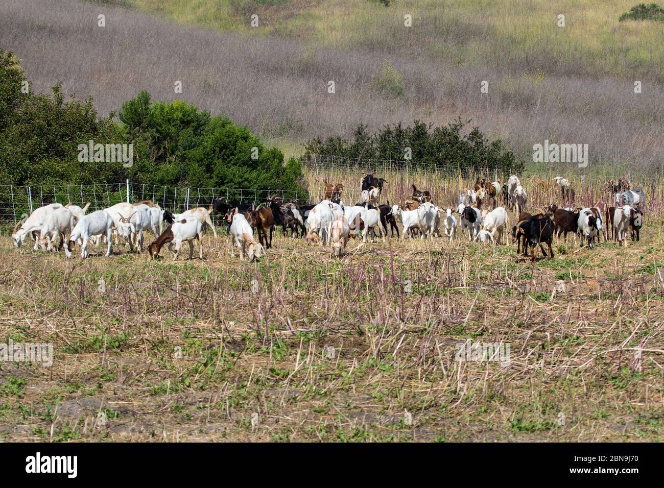 Fire prevention goats hi-res stock photography and images - Alamy