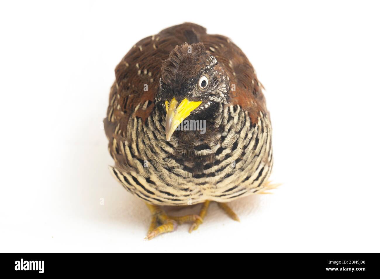 A female barred buttonquail or common bustard-quail (Turnix suscitator ...