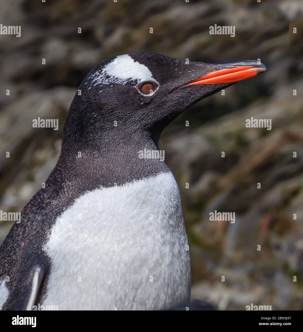 Penguin faces hi-res stock photography and images - Alamy