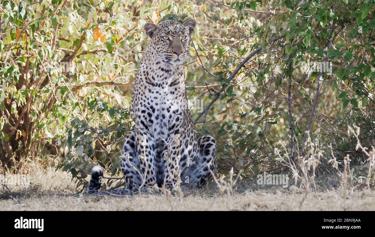 front view of a leopard sitting in shade at masai mara Stock Photo - Alamy