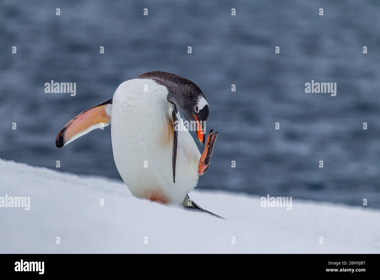 Penguin stretching hi-res stock photography and images - Alamy