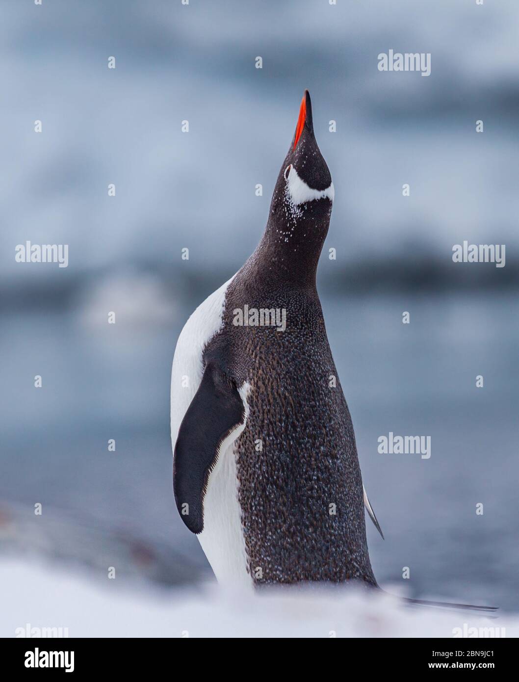 Gentoo penguin stretching in Antarctica Stock Photo - Alamy