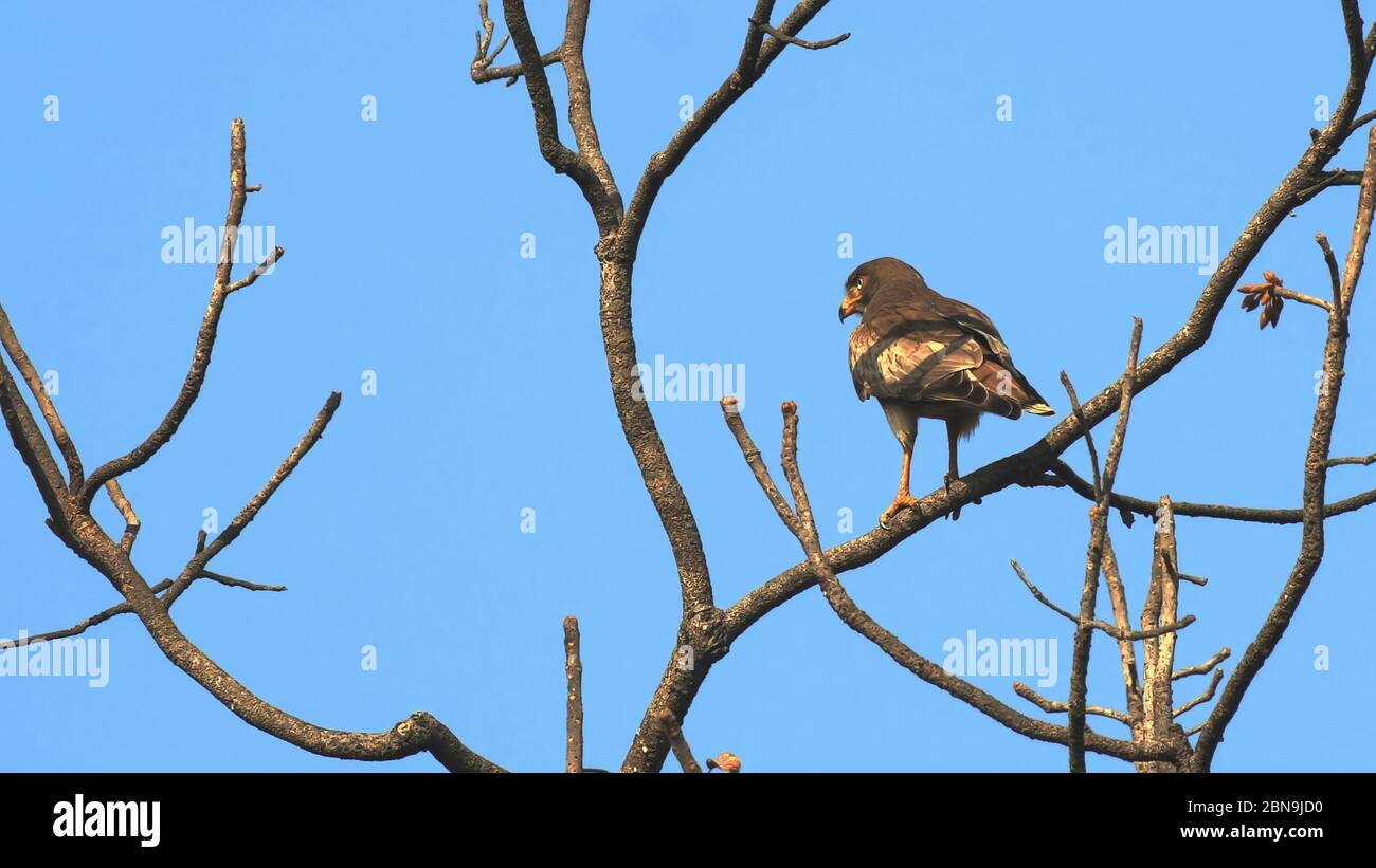 white eyed buzzard in a tree preening at tadoba andhari tiger reserve ...