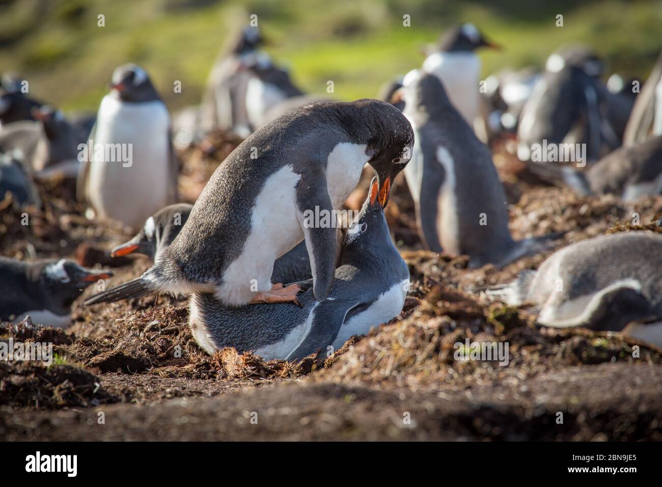 Penguins mating hi-res stock photography and images - Alamy