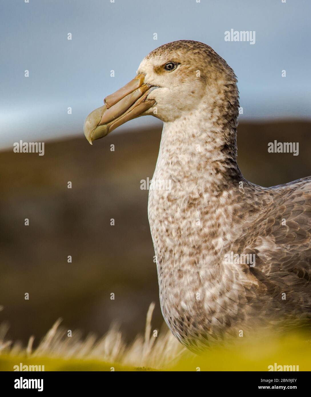 Giant Southern Petrel nesting looking left Stock Photo - Alamy