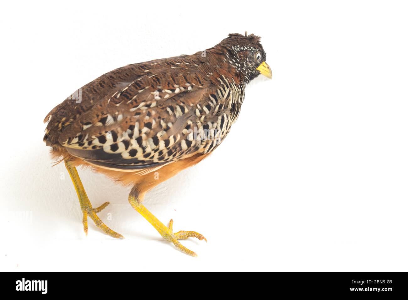 A female barred buttonquail or common bustard-quail (Turnix suscitator ...