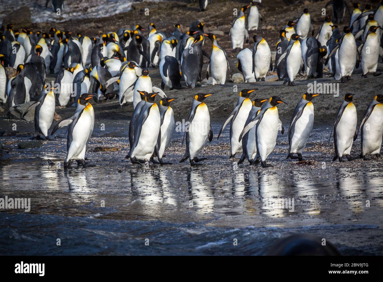 Hundreds of king penguins fleeing the beach and katabatic winds Stock ...
