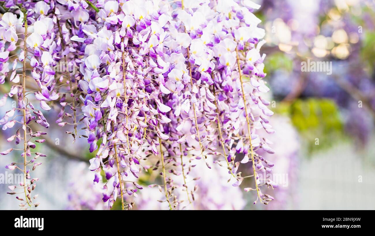 Wisteria Tree High Resolution Stock Photography and Images - Alamy